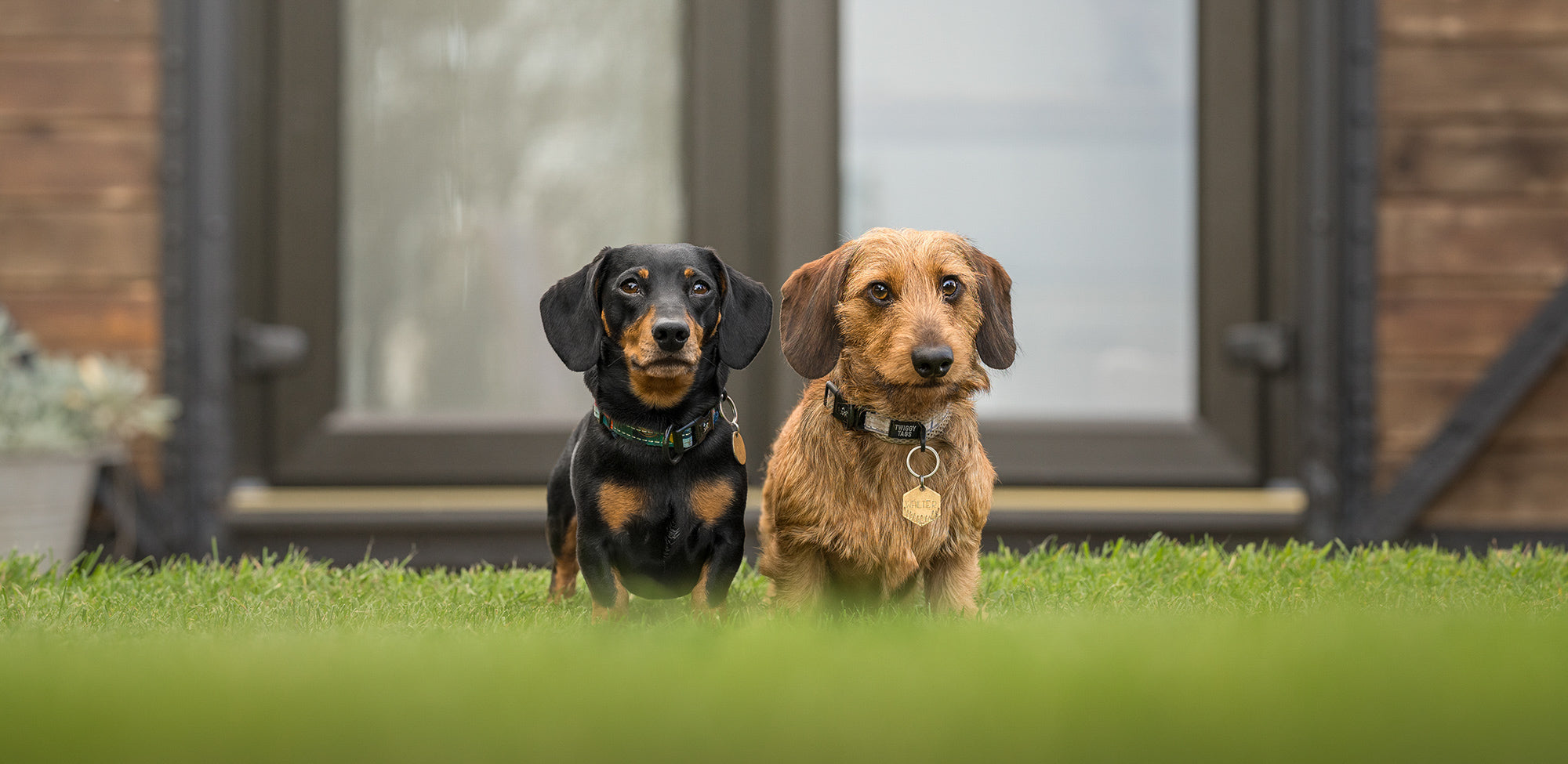 Top 10 Most Popular Dog Breeds in the UK 2024 – Twiggy Tags