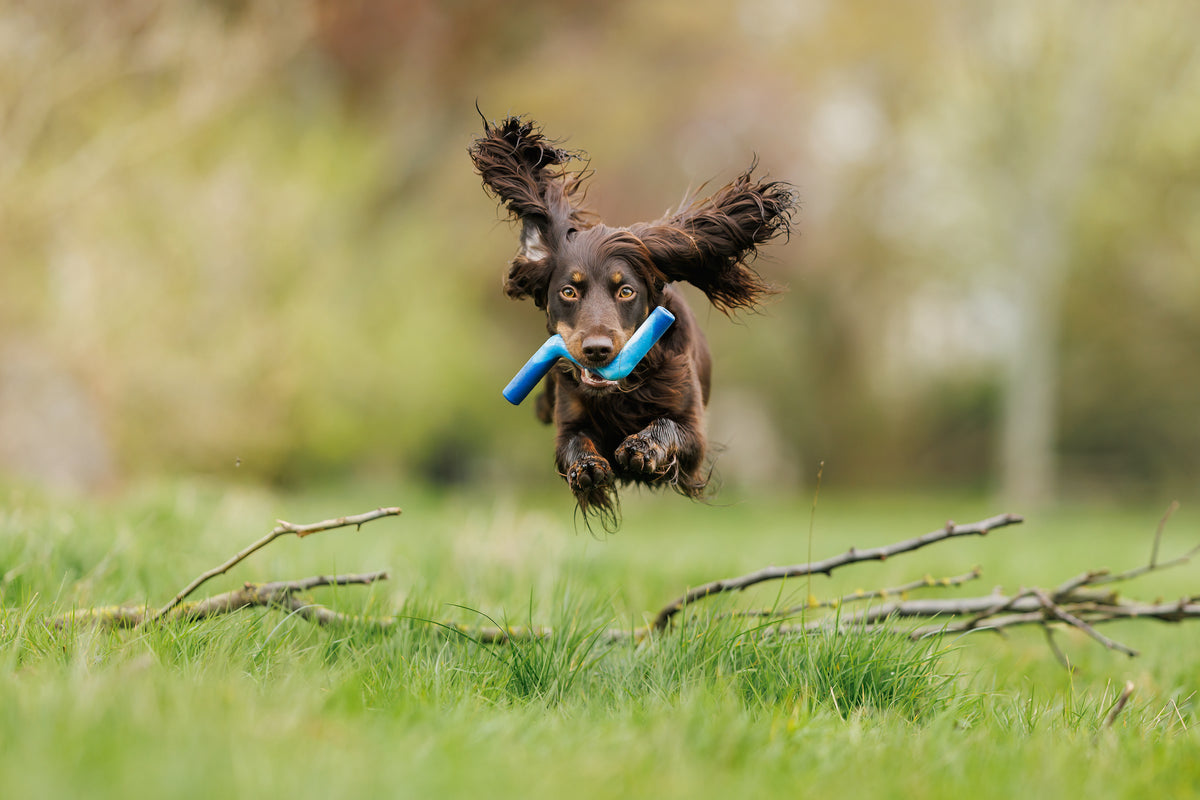 Common Things That Are Dangerous For Your Dog | Twiggy Tags