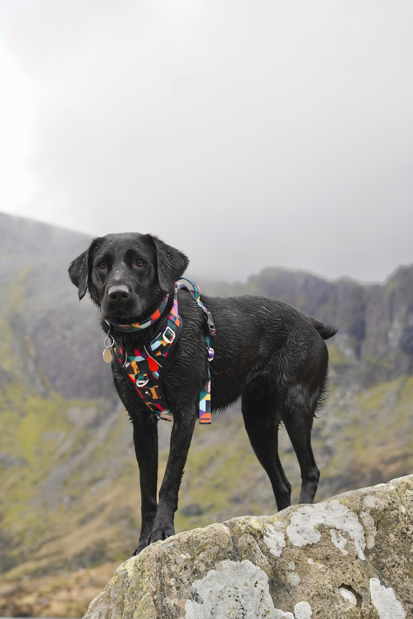 TWIGGY TAGS OUTDOOR DOG GEAR – Twiggy Tags