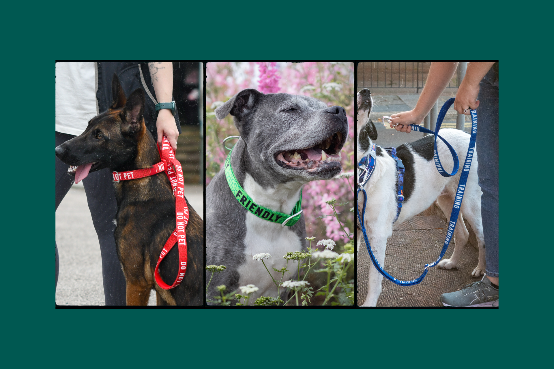 TWIGGY TAGS OUTDOOR DOG GEAR – Twiggy Tags